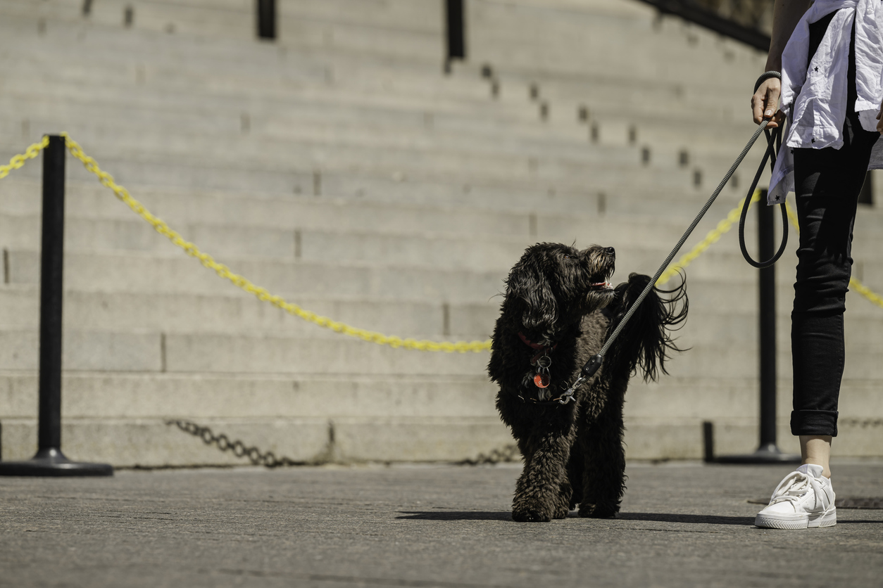 Your Guide to Dog-Friendly NYC: Pet-Friendly Near Nice Stay - Nice Stay NYC